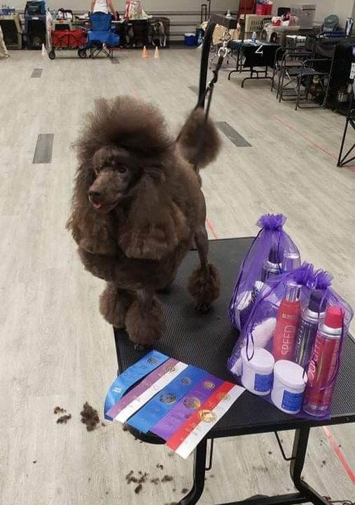 The Boys – Rannod Miniature Poodles